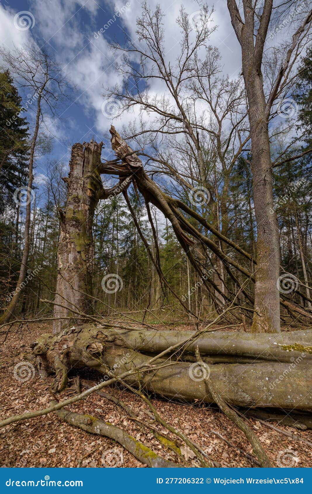 BROKEN TREE stock photo. Image of break, tree, trunk - 277206322
