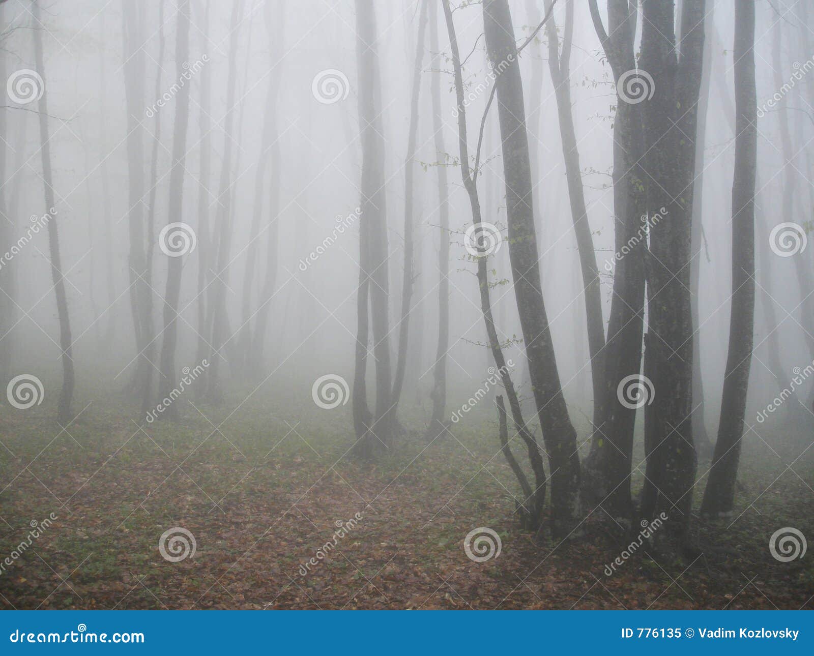 Beech Forest in Krimea,Ukraine Stock Image - Image of beeches, quiet ...