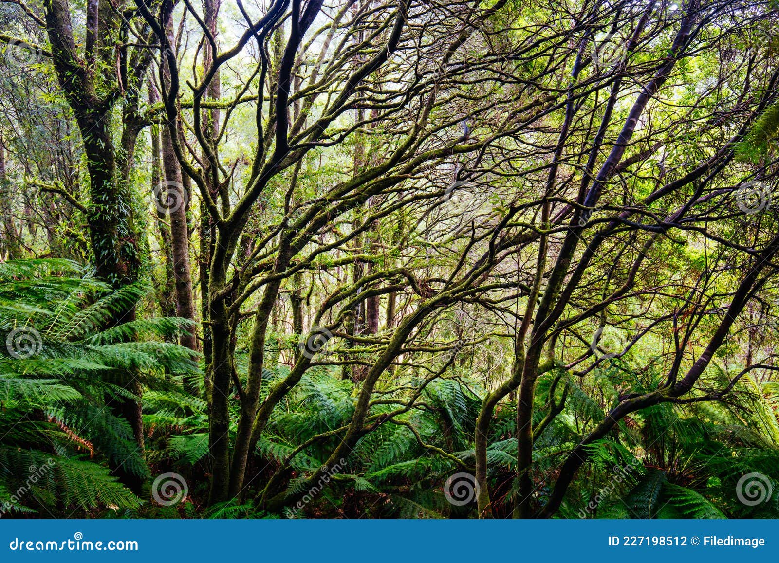 Beech Forest Landscape in Australia Stock Photo - Image of forest, tree ...