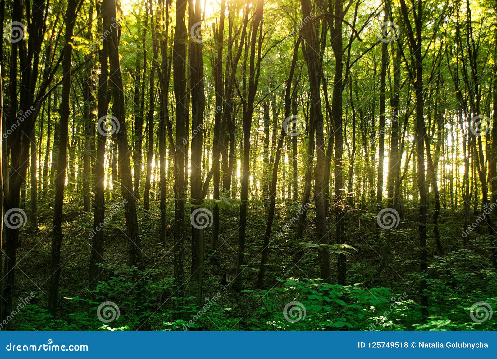 Beech Forest. Main Forest-forming Species of European Forests Stock ...