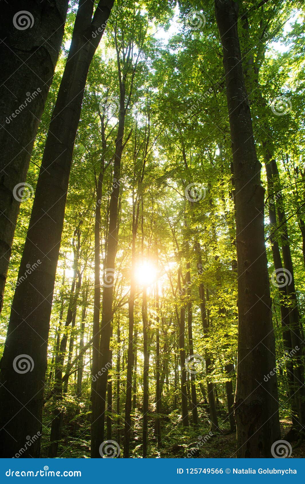 Beech Forest. Main Forest-forming Species of European Forests Stock ...