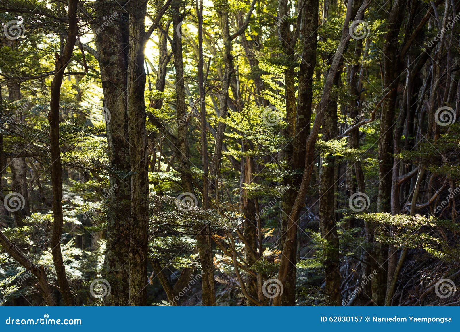 Beech Forest in New Zealand Stock Image - Image of wood, fresh: 62830157