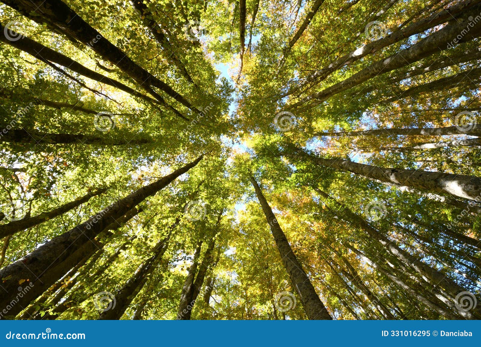 Beech Forest. Shot from Below Stock Image - Image of woodland, foliage ...