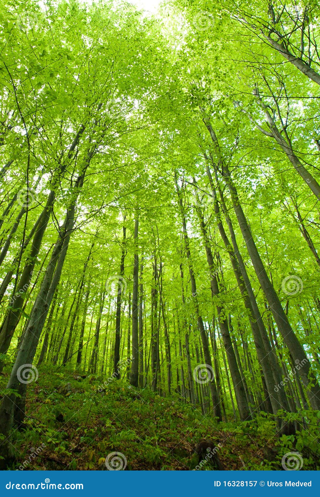 Beech forest in spring stock image. Image of grove, mystery - 16328157