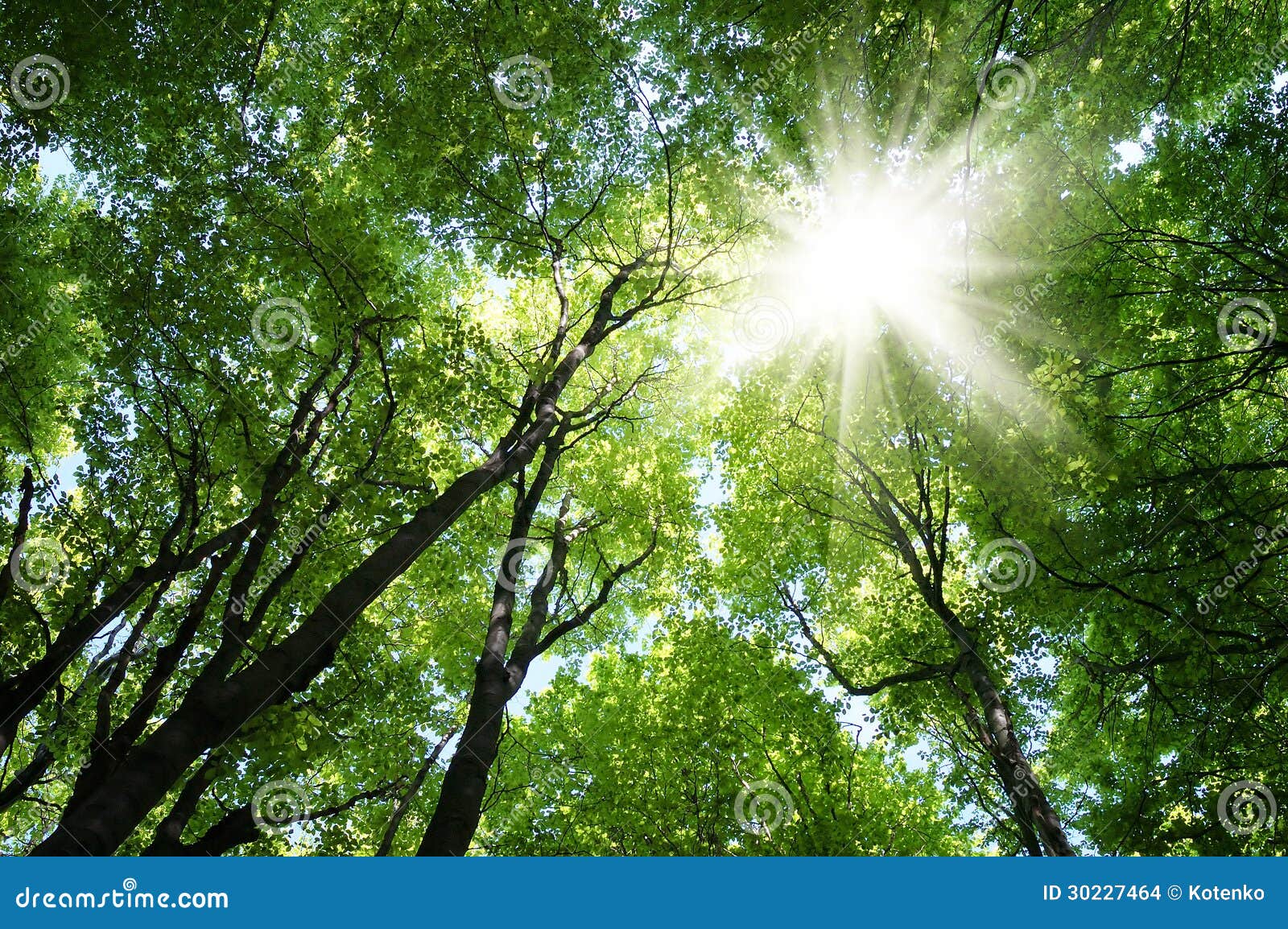 Sunrays in trees stock photo. Image of bright, colorful - 30227464