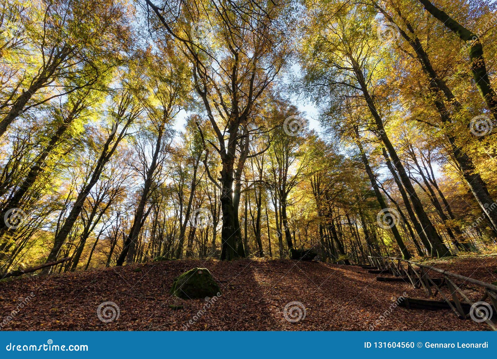 Beech Forest with Trees in Backlight. Dry Leaves of the Undergrowth ...