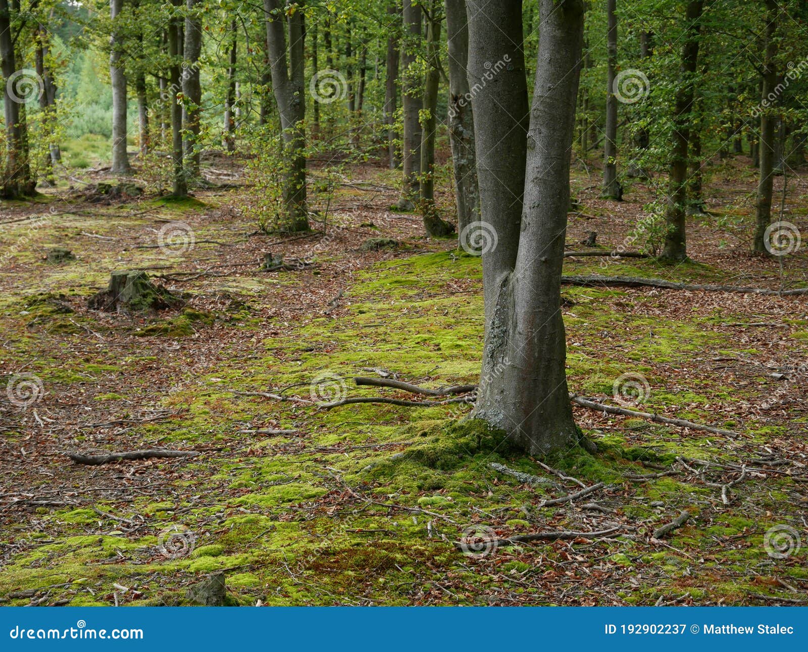 Beech Forest Trees Forked stock image. Image of early - 192902237
