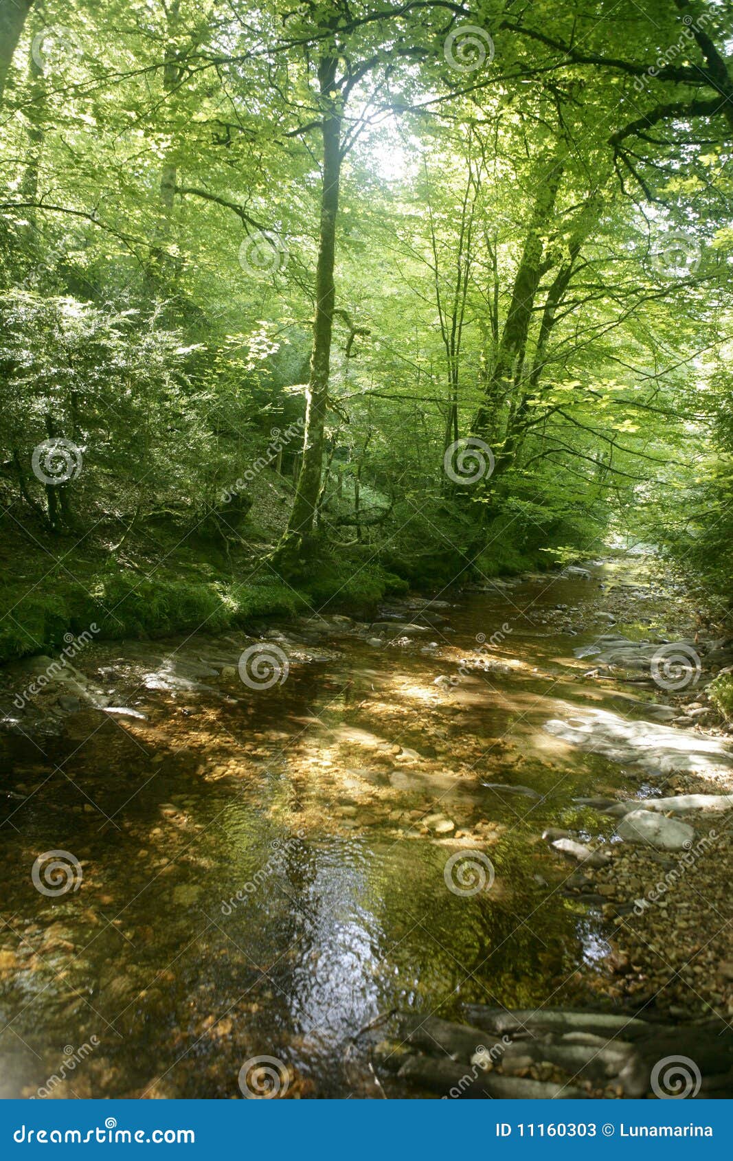 River Flow, Mangrove Forest Ecosystem And A Fishing Boat In The Village ...