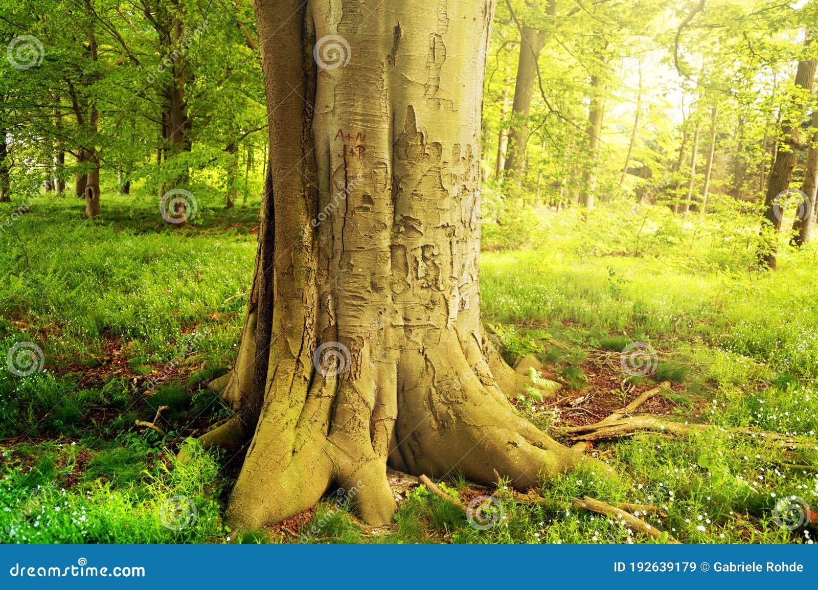 Beech Tree Trunk