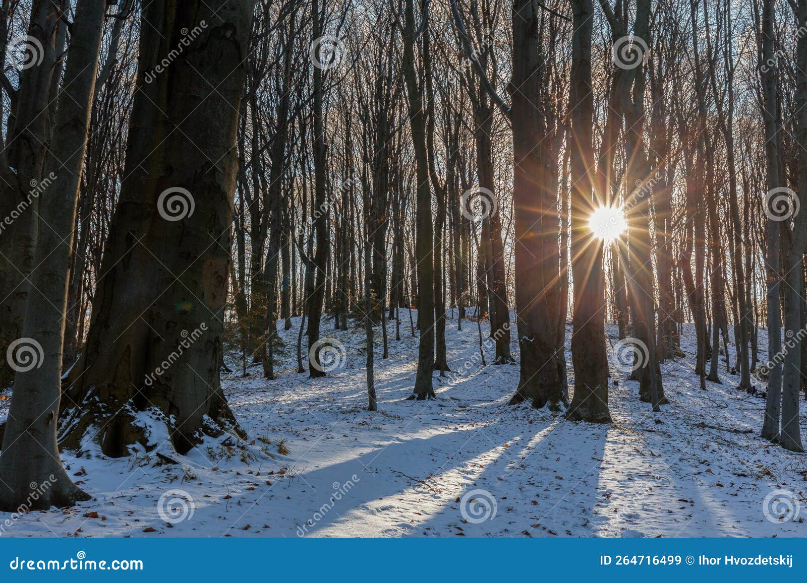 Beech Forest in Winter with Casting Beautiful Sun Rays of Light through ...