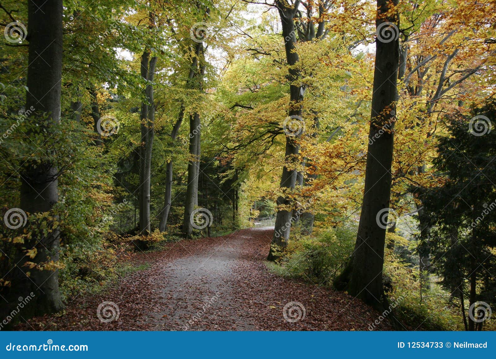 Beech Forests in Autumn stock image. Image of forests - 12534733