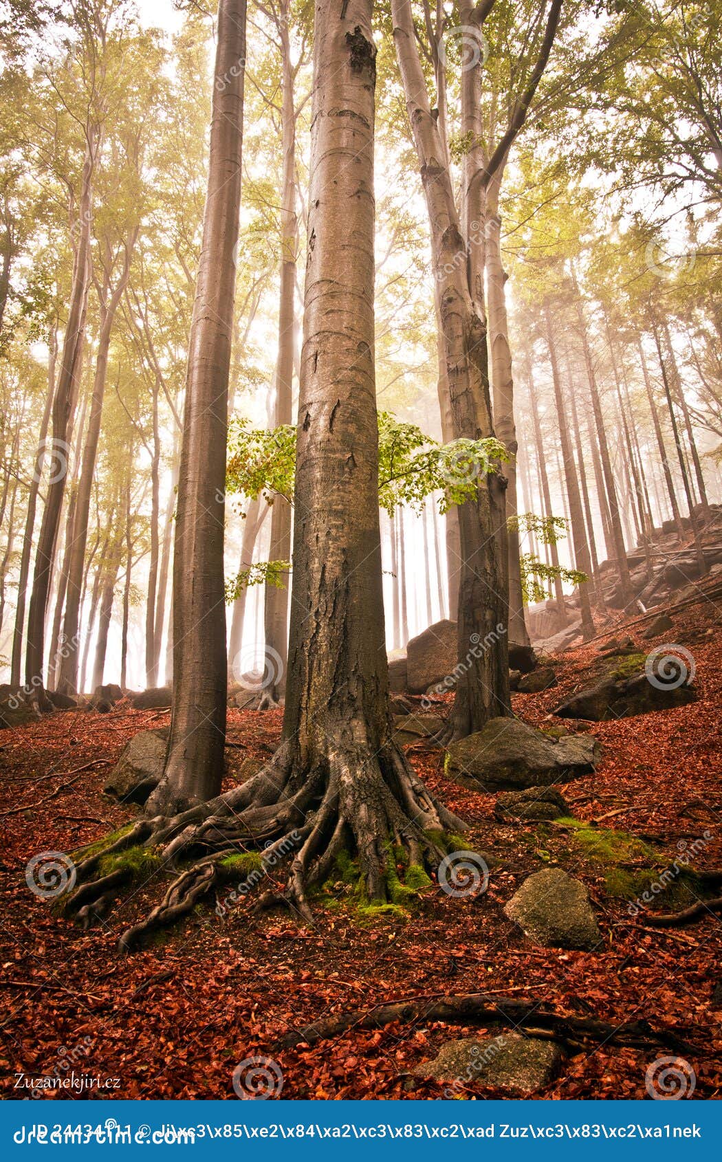 Beech forests in the fall stock image. Image of fall - 24434111
