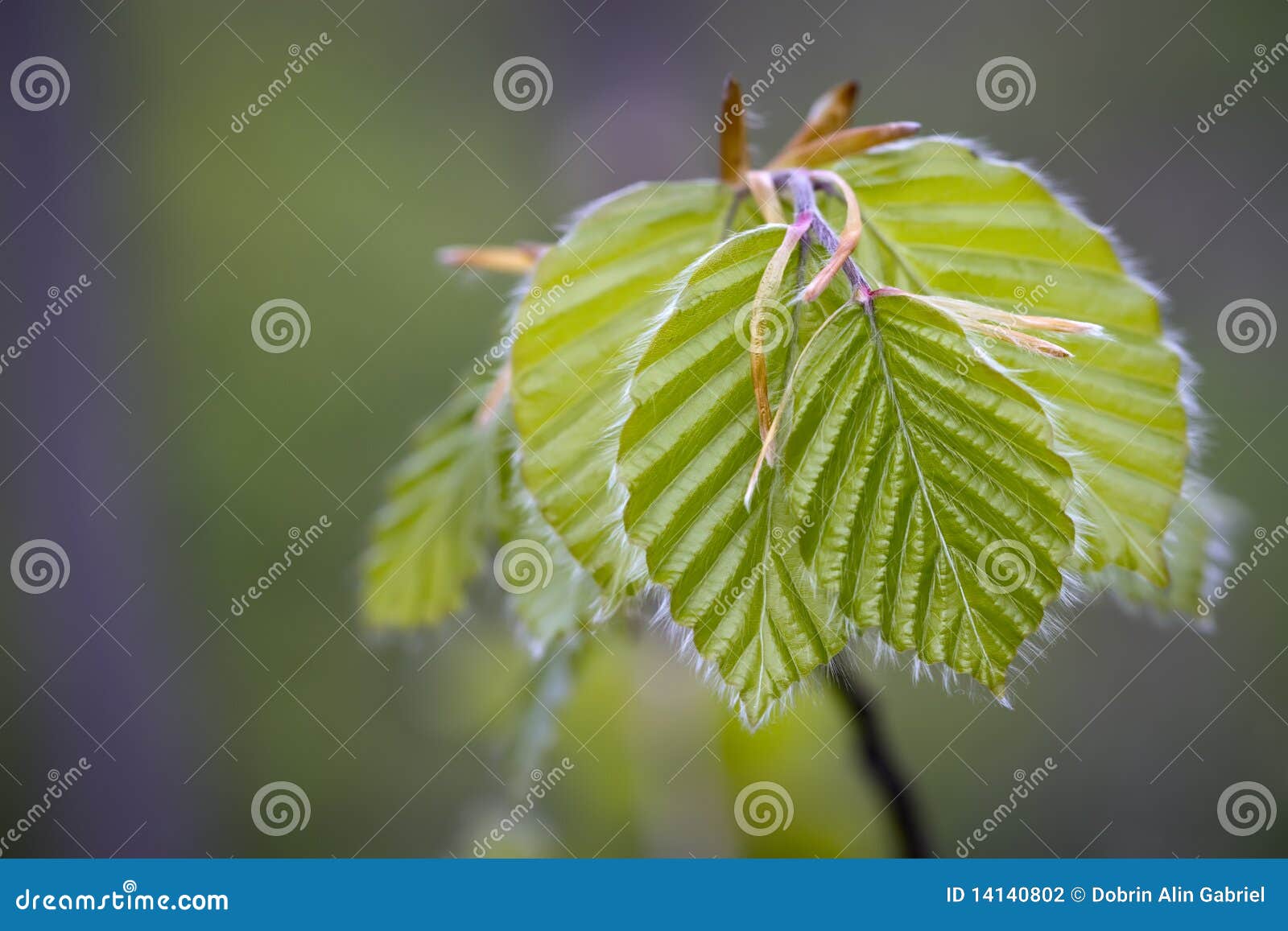 Beech fresh leaf stock photo. Image of lush, leaves, emerald - 14140802