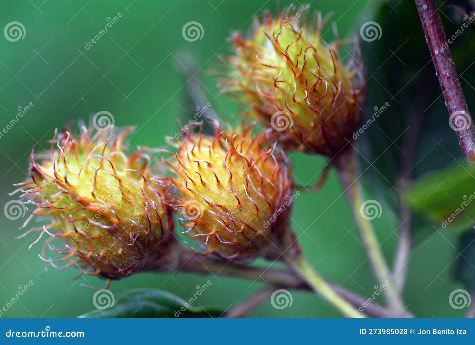 Beech Fruits (Fagus Sylvatica) on a Branch Stock Photo - Image of fagus ...