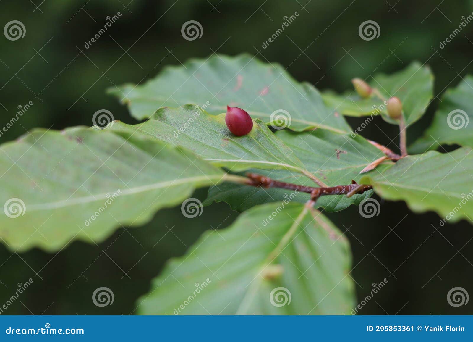Beech Galls Growing On The Upper Side Of Green Beech Leaves Royalty-Free Stock Photo ...