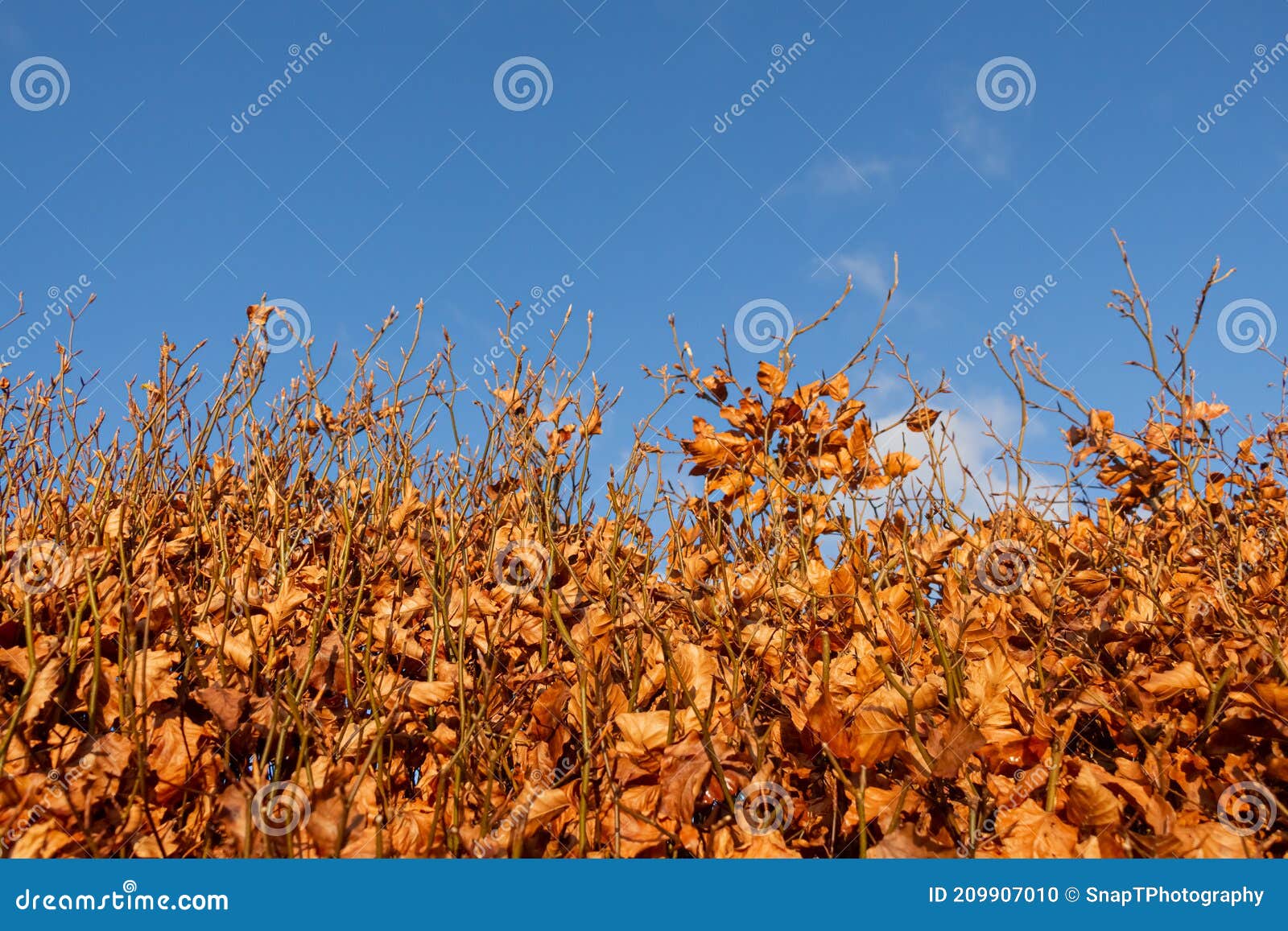 Hedge Colours Stock Photo | CartoonDealer.com #52461078