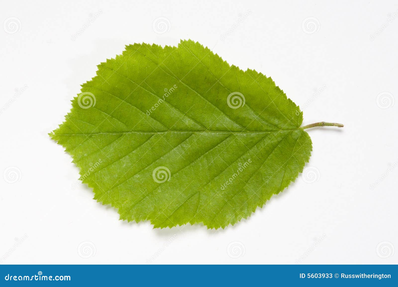 Beech leaf stock image. Image of woodland, wood, environment - 5603933