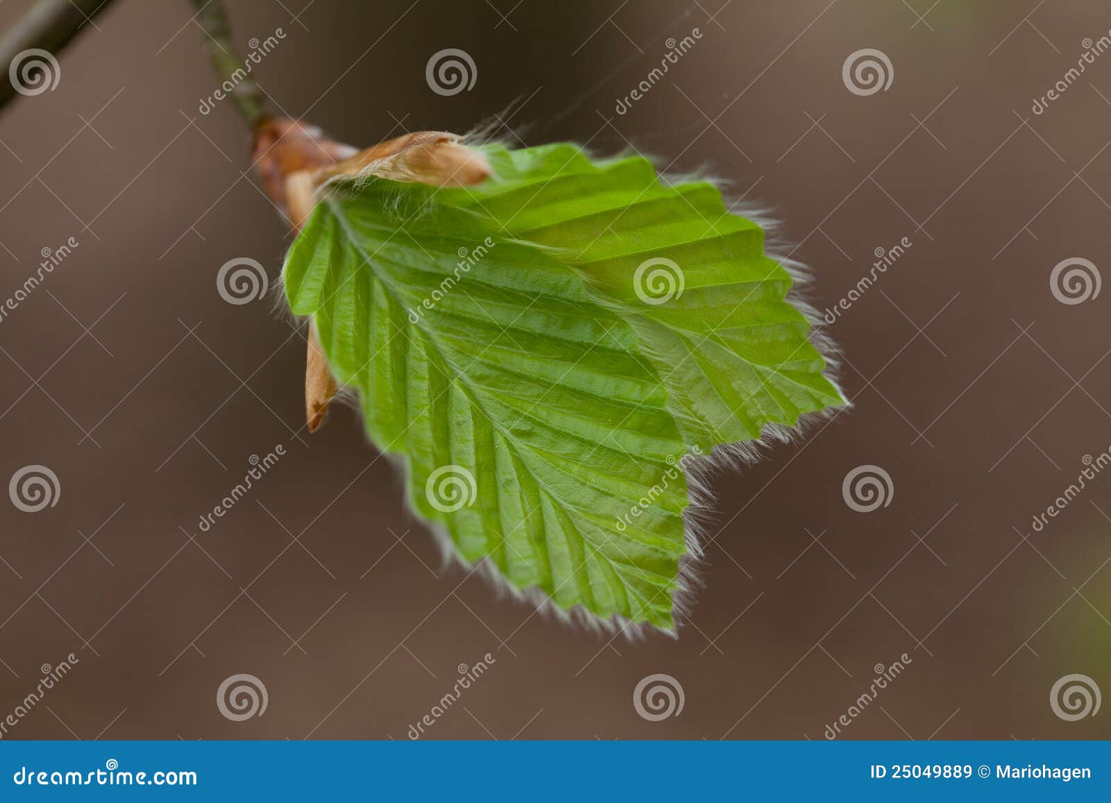 Beech leaf - close up stock image. Image of tree, macro - 25049889