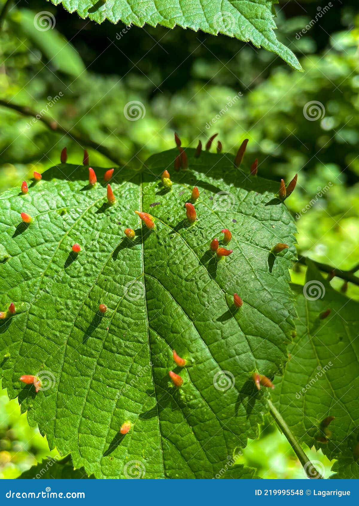 Gall Midges Galls Stock Photo | CartoonDealer.com #150619680