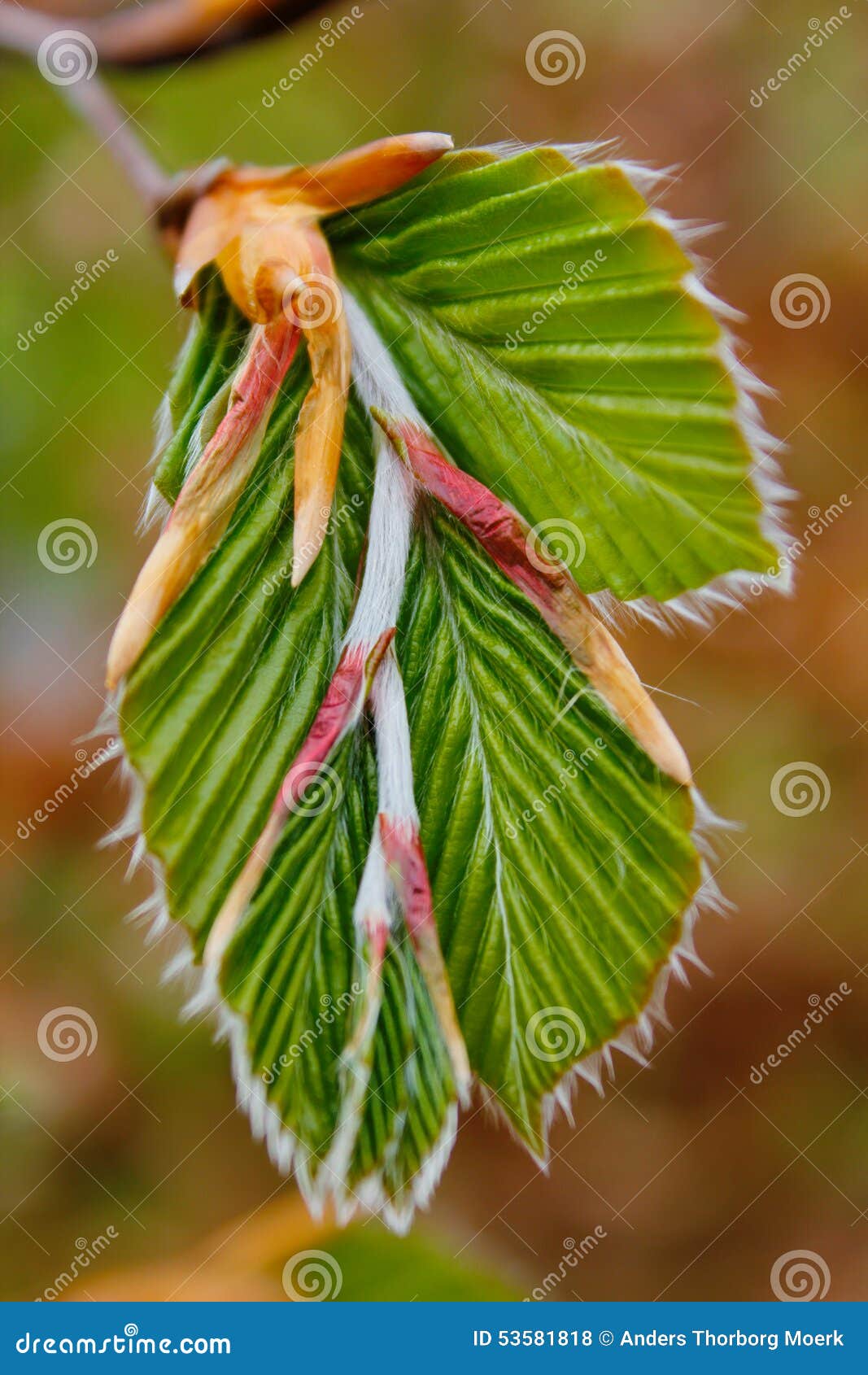 Beech leaf stock photo. Image of fresh, leaves, plant - 53581818