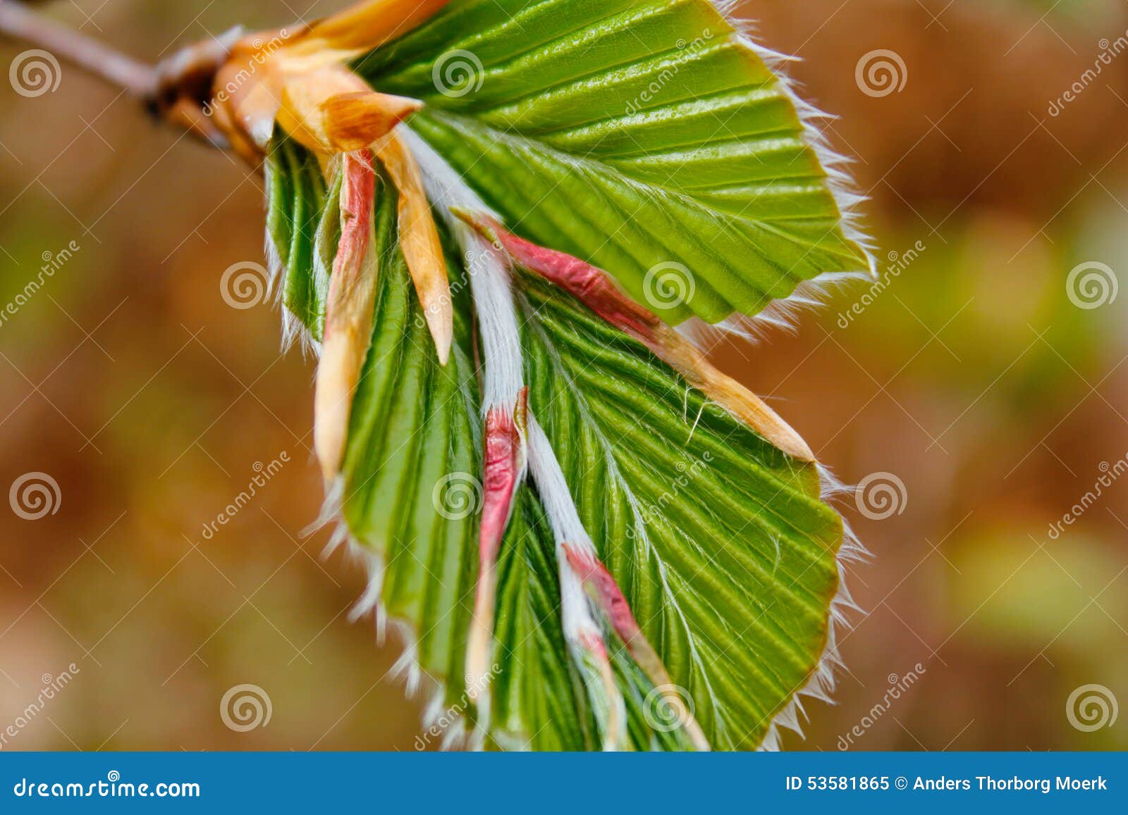 Beech leaf stock image. Image of nature, closeup, sunlight - 53581865