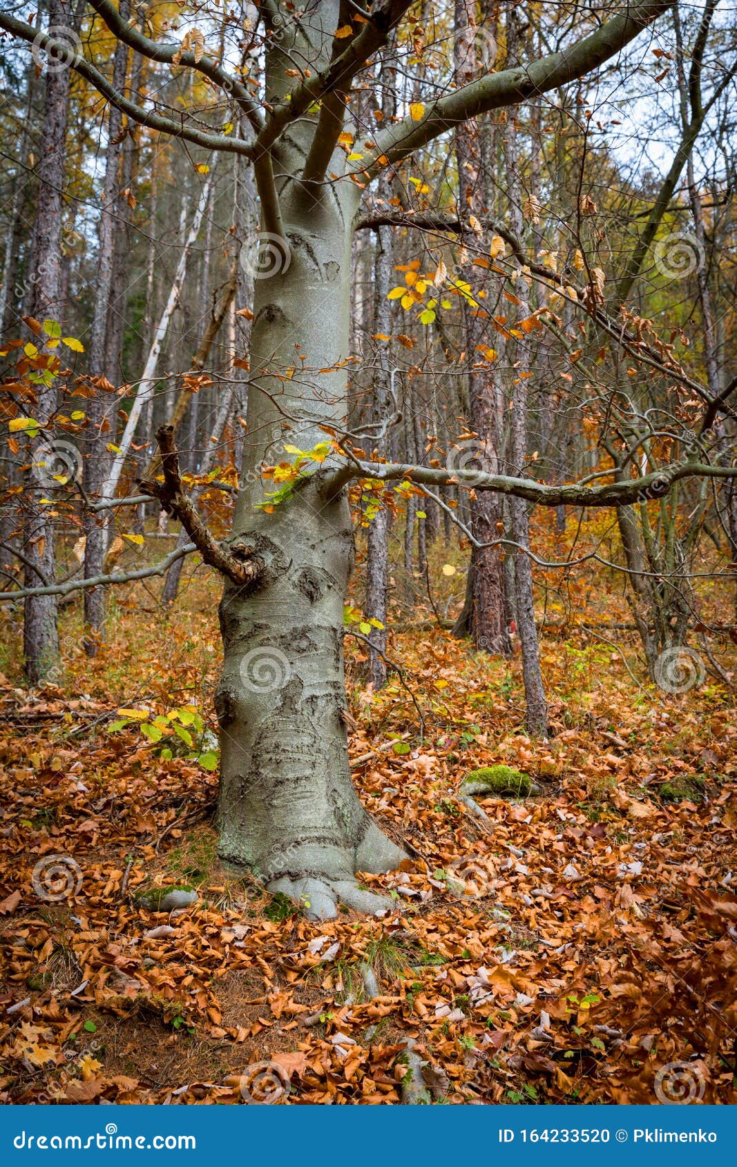 Beech Leafless Tree in Forest Stock Photo - Image of foliage ...