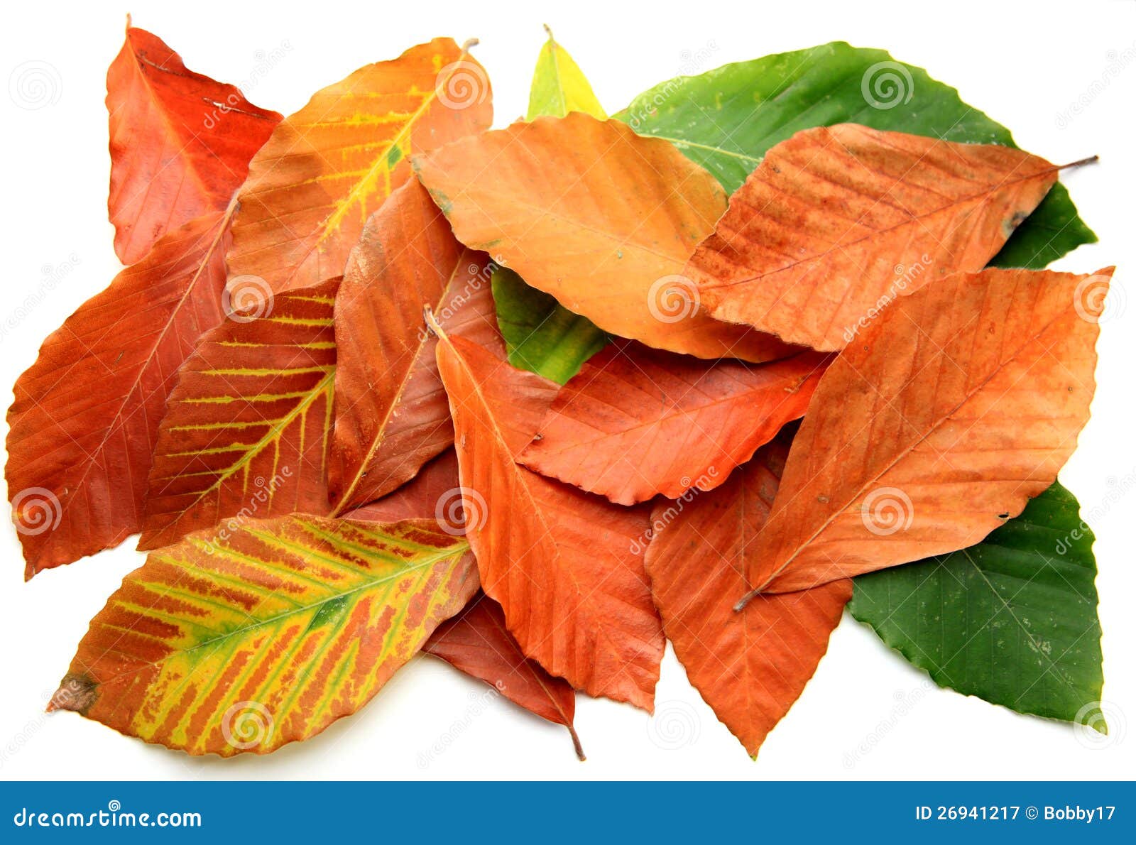 Beech leafs stock image. Image of pattern, agriculture - 26941217