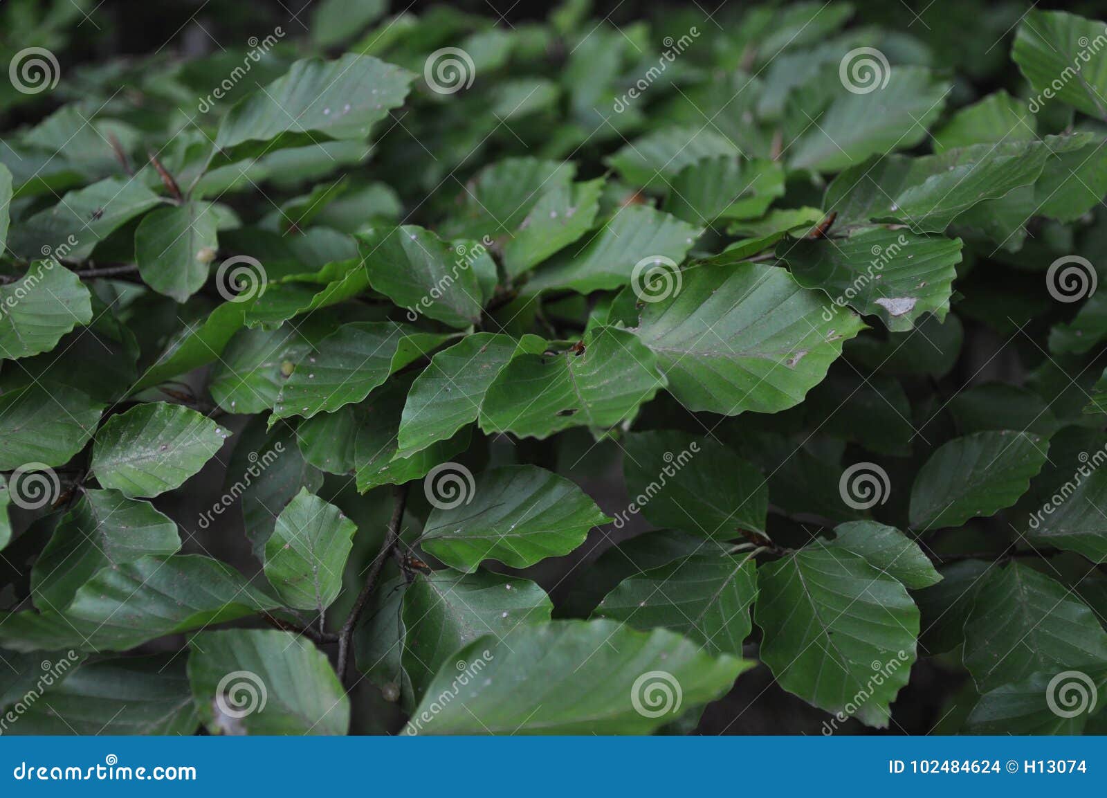 Beech Leafs Tree Forest Texture. Stock Photo - Image of hiking ...