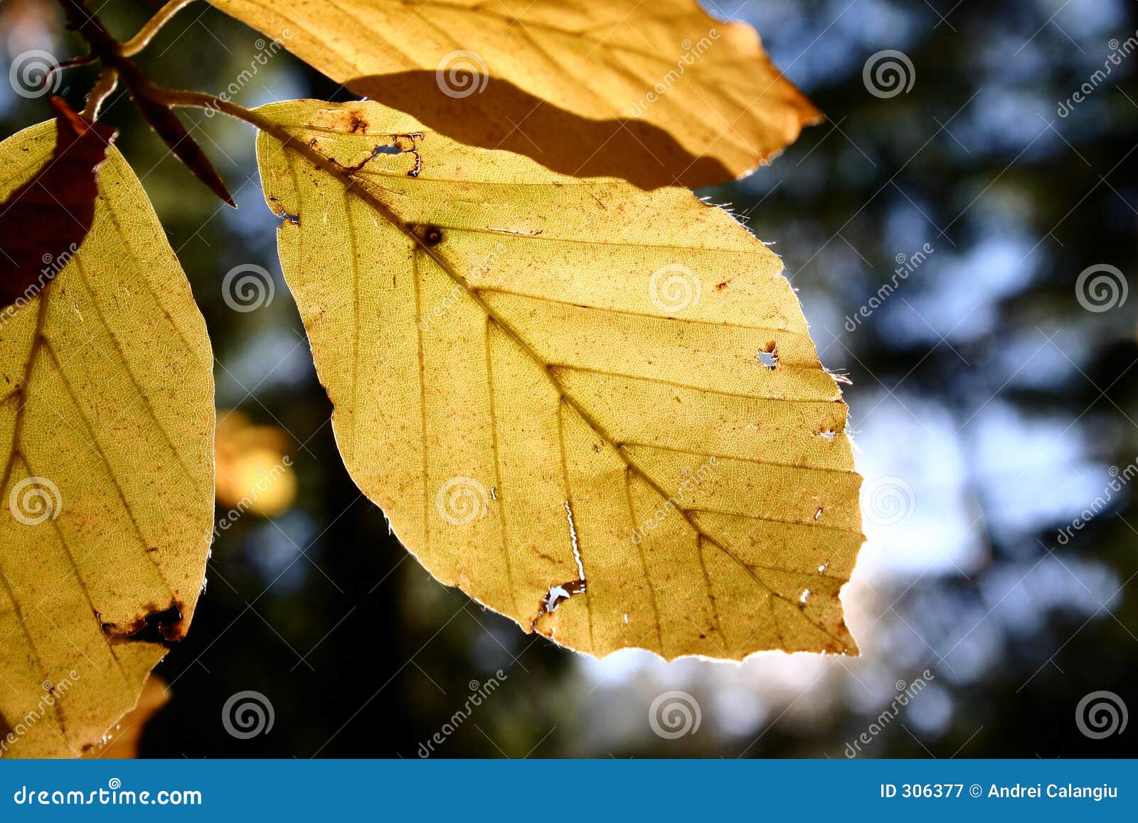 Beech leaves stock image. Image of detail, life, fall, yallow - 306377