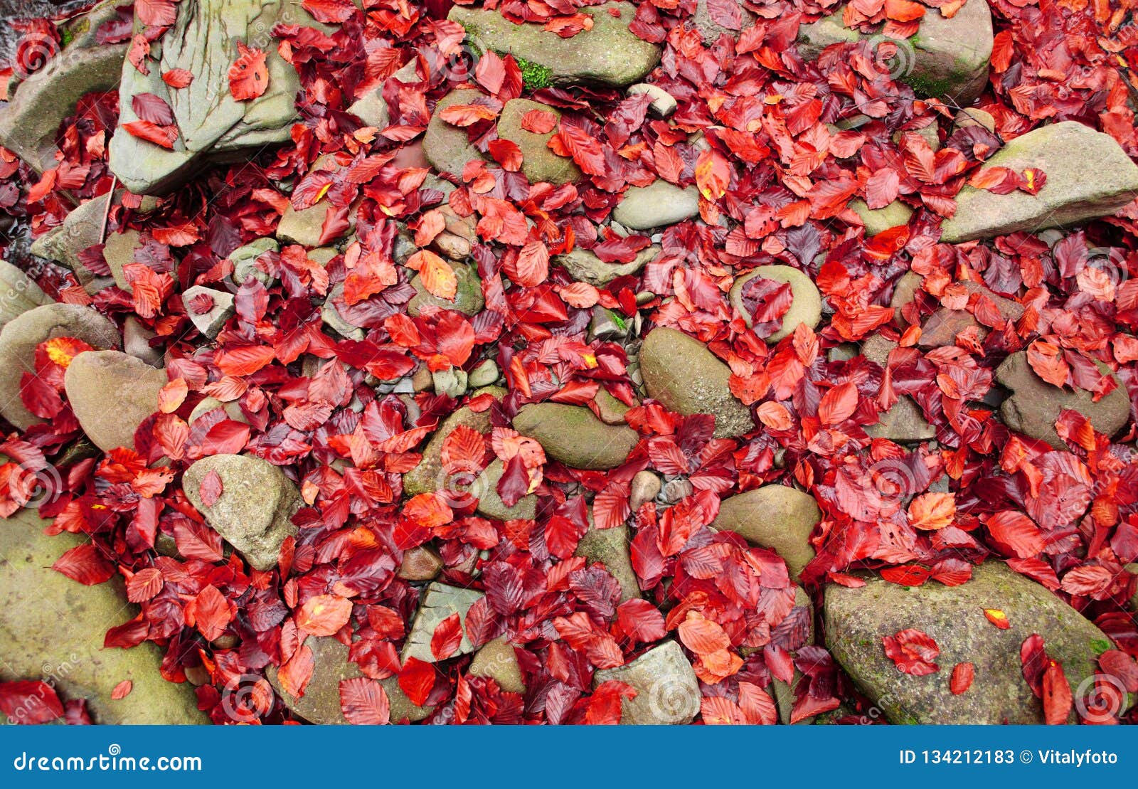 Beech Leaves on an Annual Stone Stock Image - Image of mountain, leaves ...
