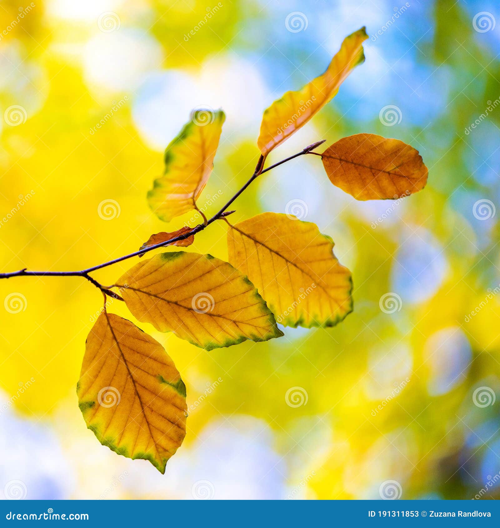 Beech leaves in autumn stock image. Image of sunny, autumn - 191311853