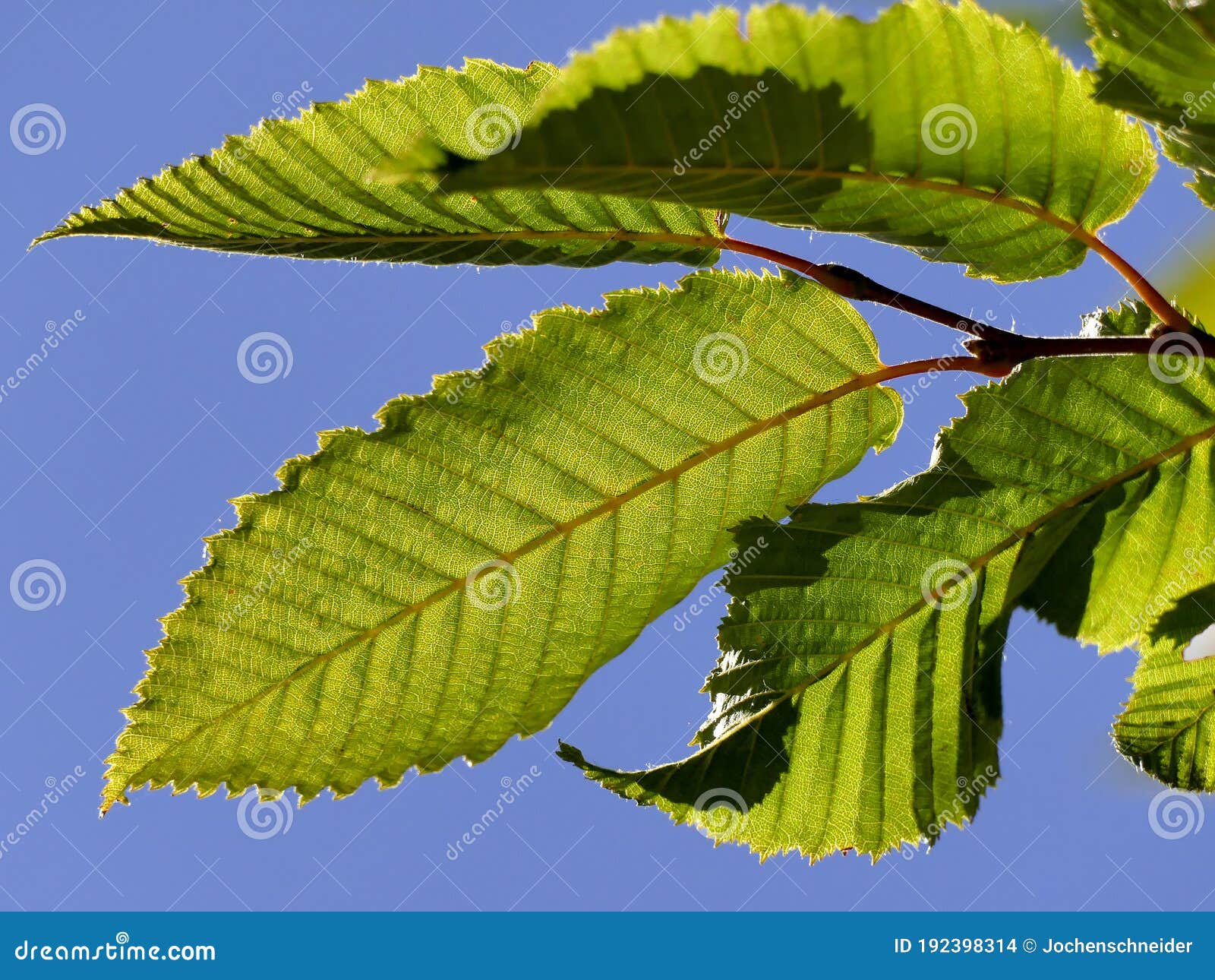 Beech leaves in backlit stock photo. Image of nature - 192398314