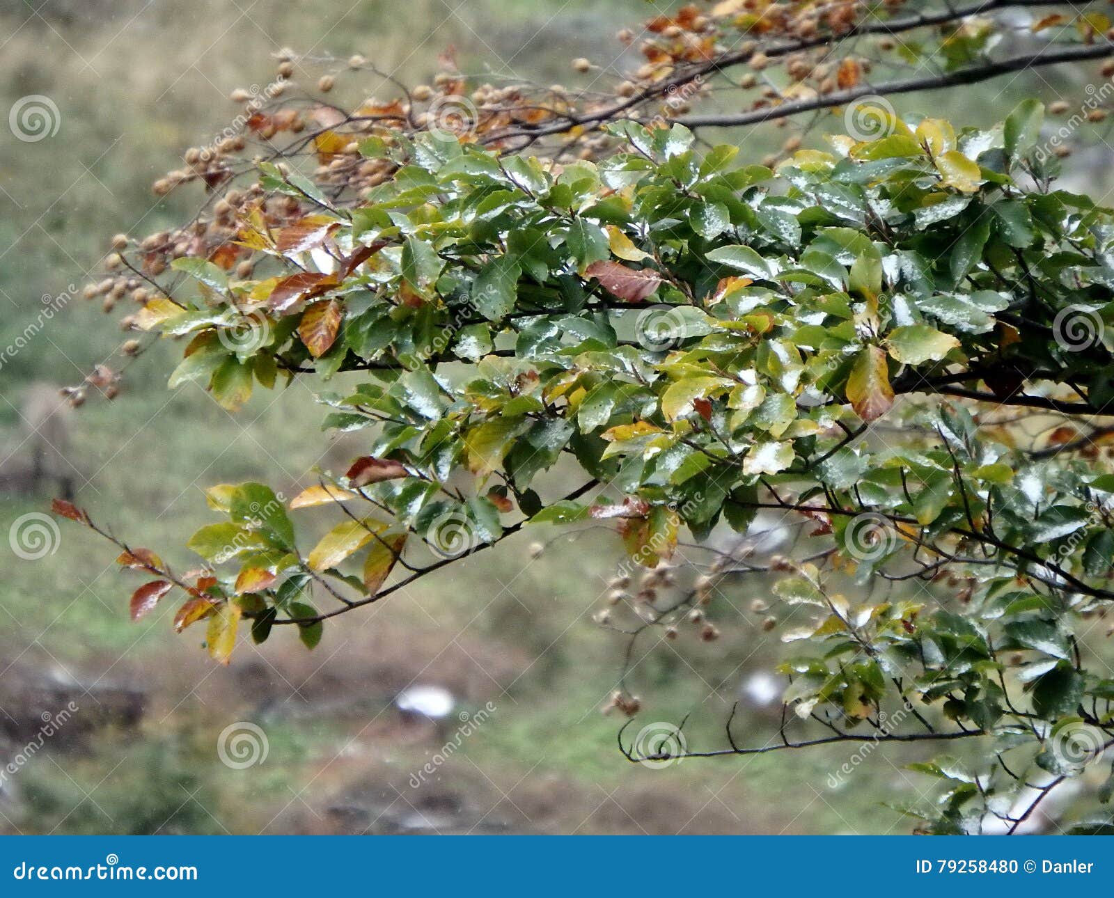 Beech Leaves, Beech Branches, Stock Photo - Image of green, beautiful ...