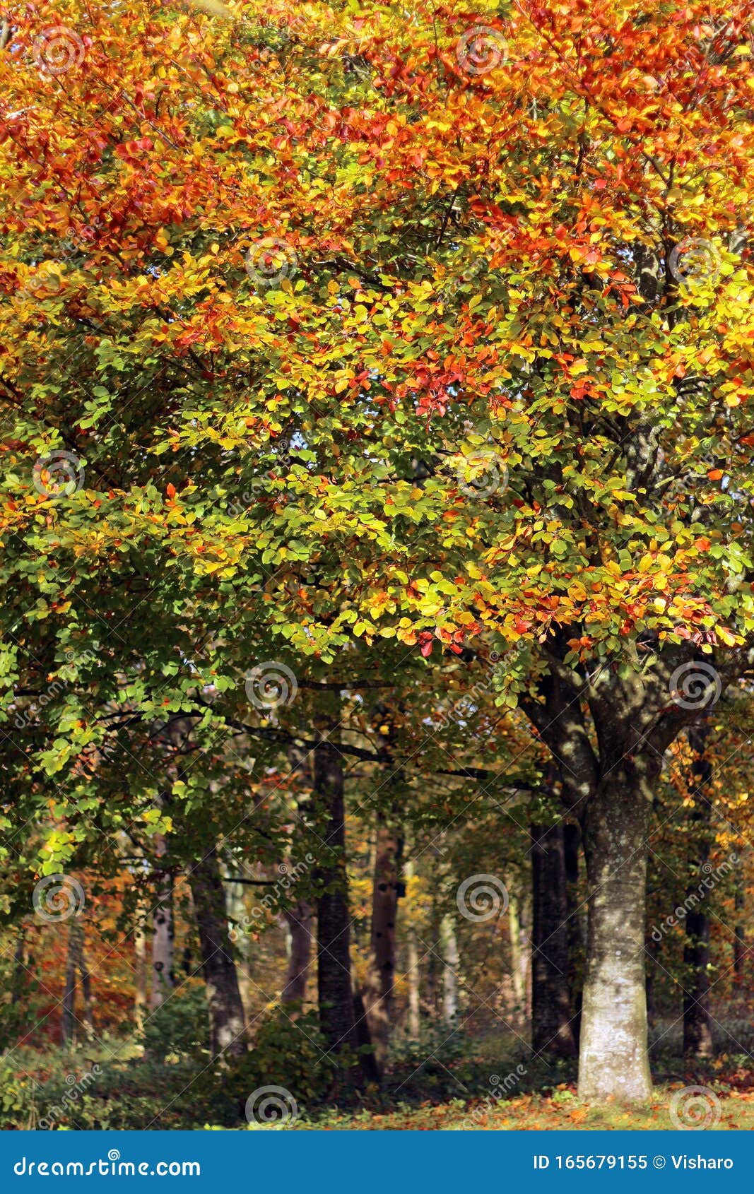 Beech Leaves stock image. Image of tree, trees, orange - 165679155