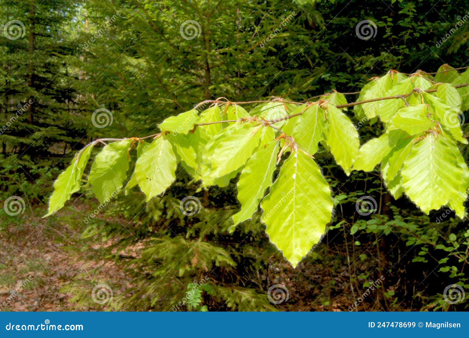 Beech Leaves (Fagus Sylvatica) on a Wild Groing Beech Tree Stock Image ...
