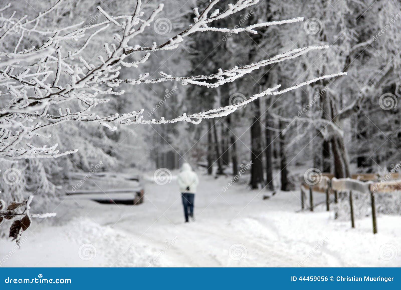 Beech Leaves with Snow and Drops of Dew Stock Photo - Image of taunus ...