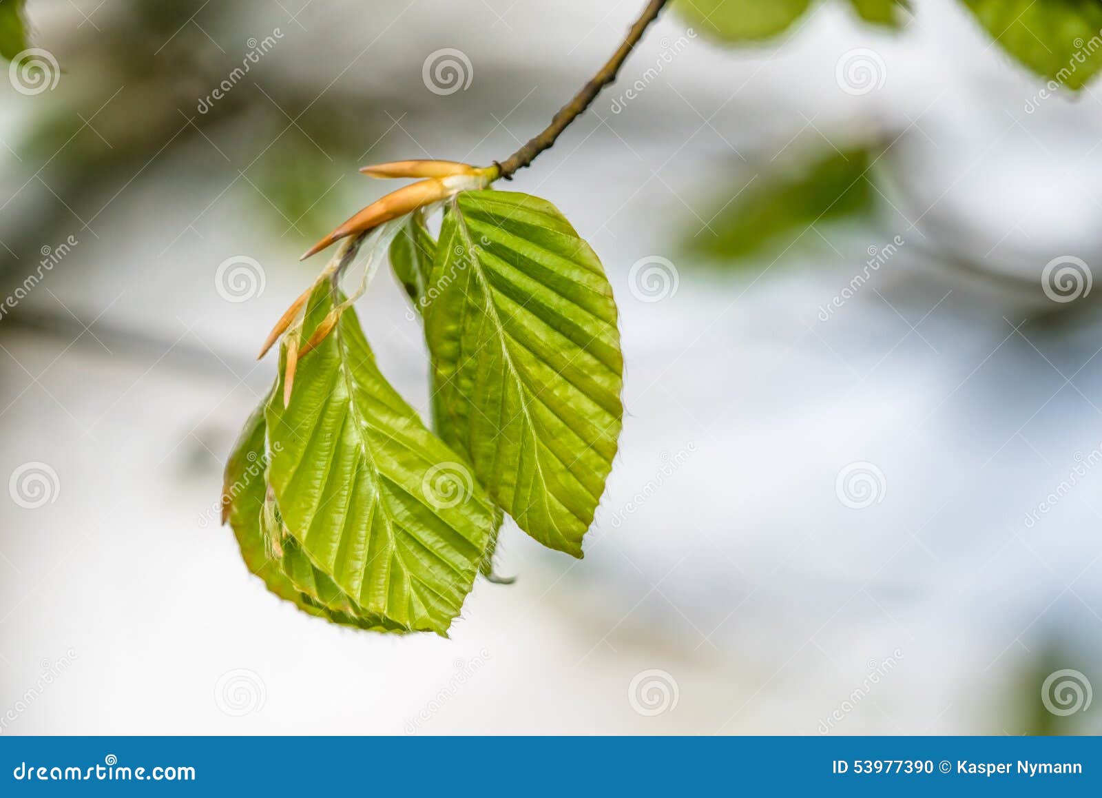 Beech leaves on a twig stock photo. Image of leaf, fagus - 53977390