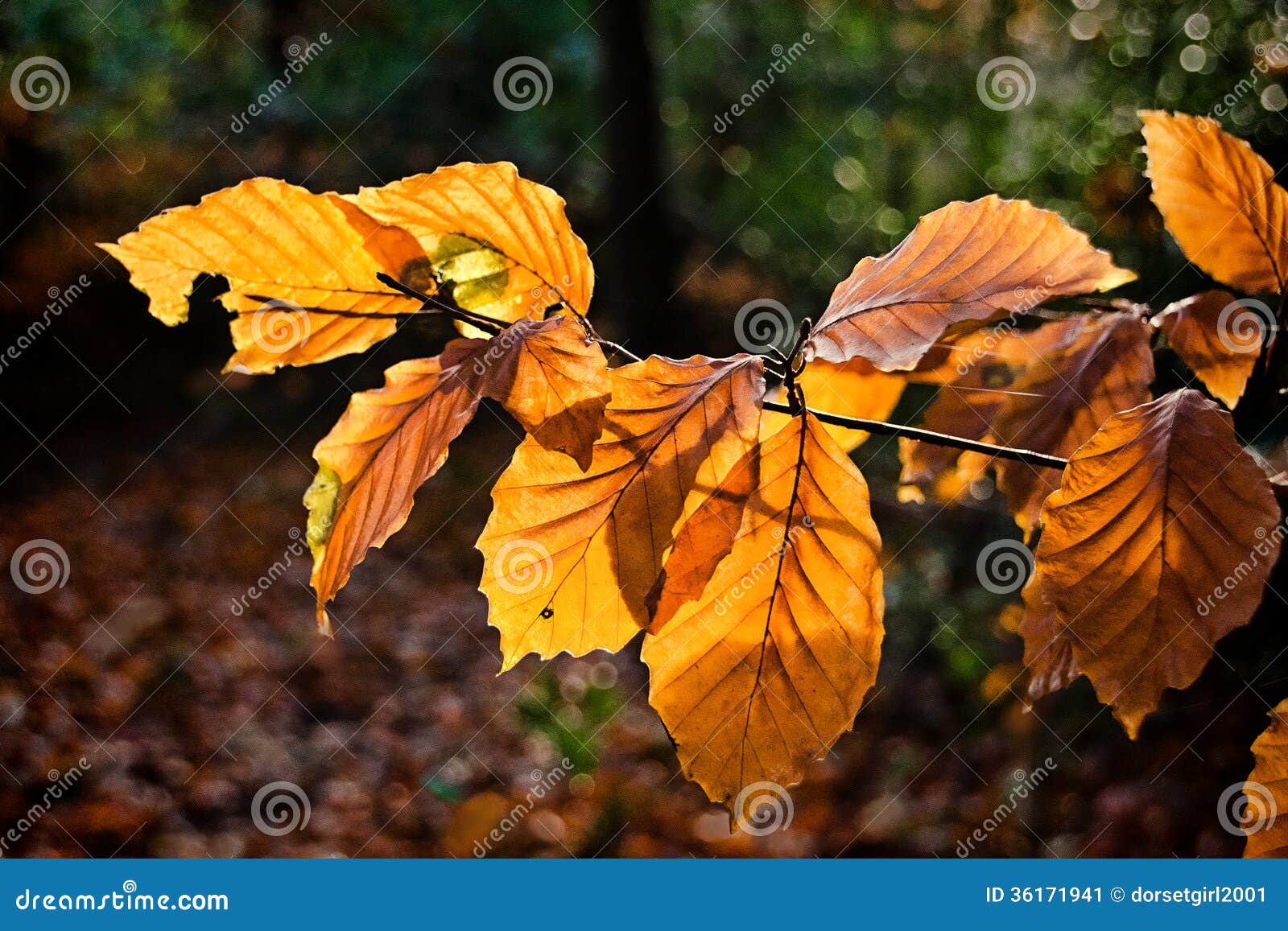 Beech Leaves in Winter stock image. Image of winter, trees - 36171941