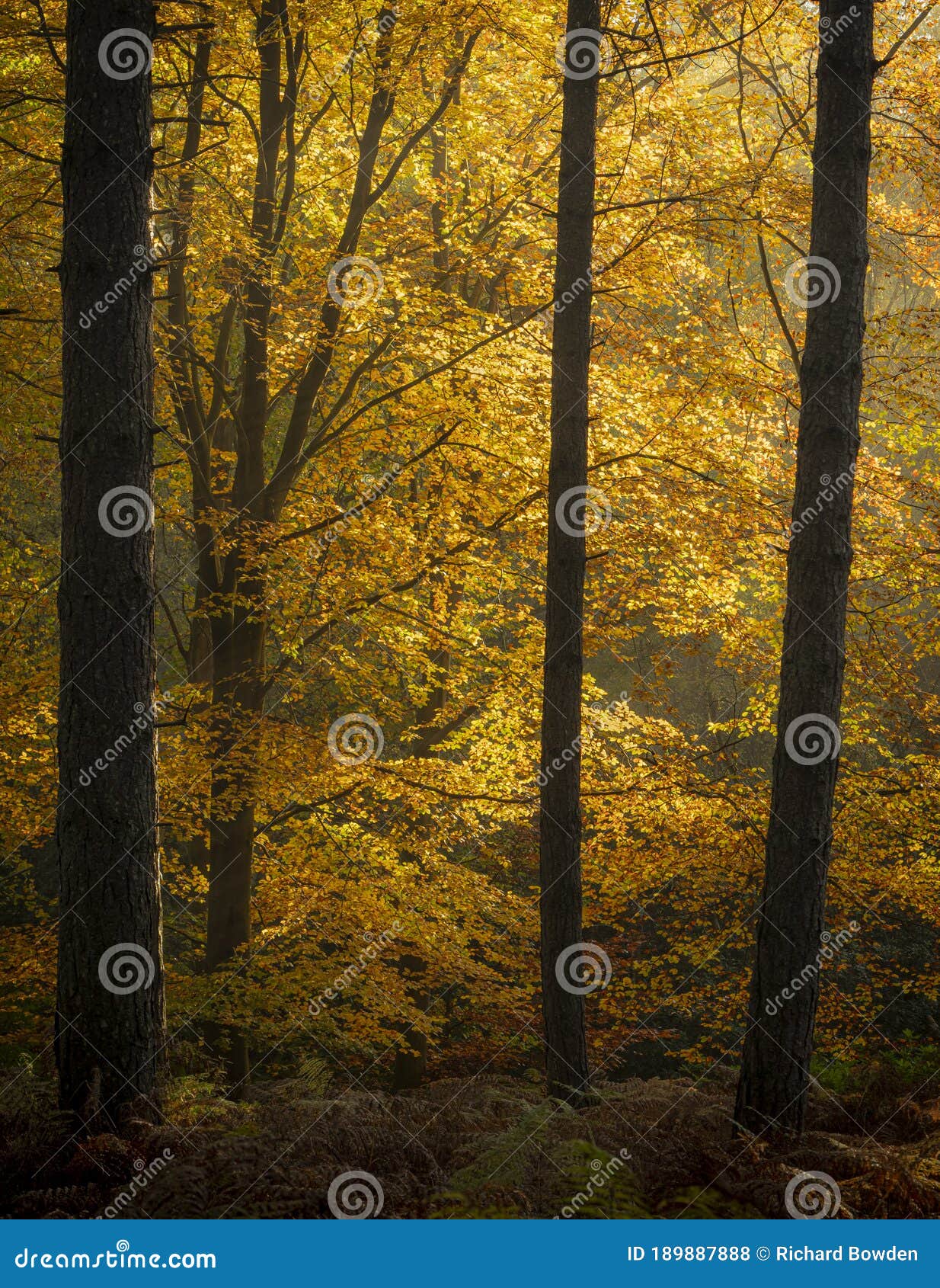 Beech Light stock photo. Image of view, yellow, britain - 189887888