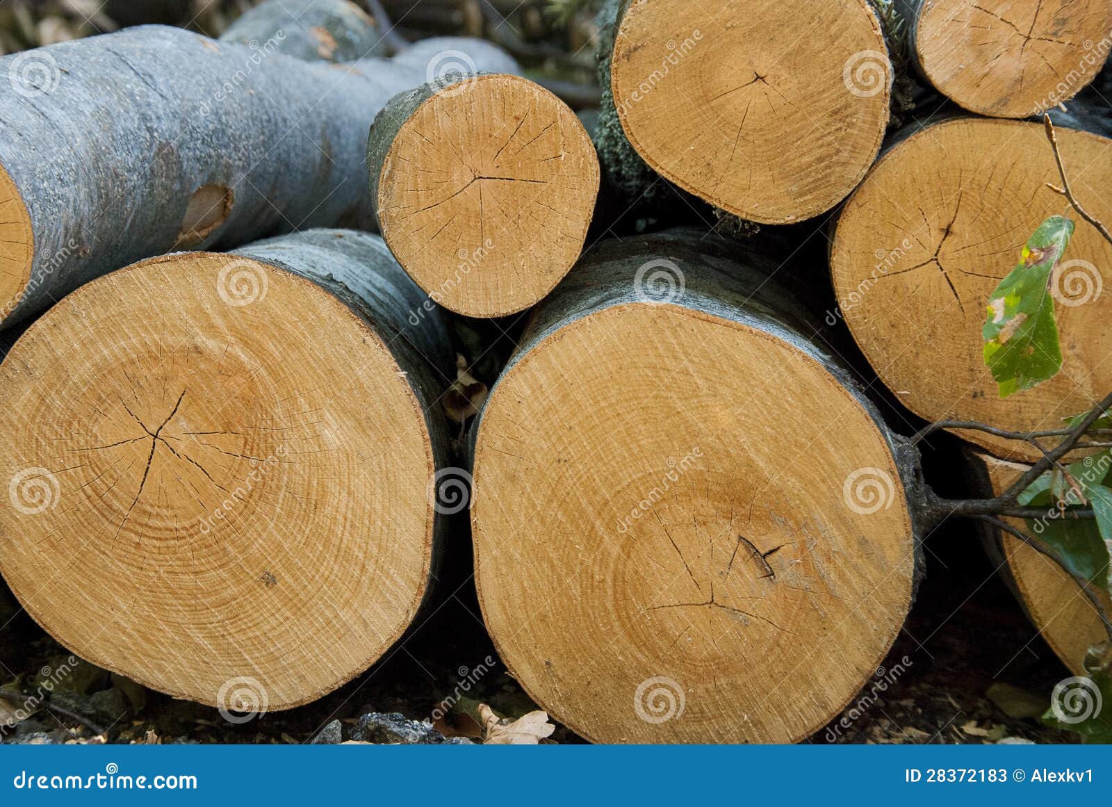 Beech logs stock image. Image of tree, nature, logs, natural - 28372183