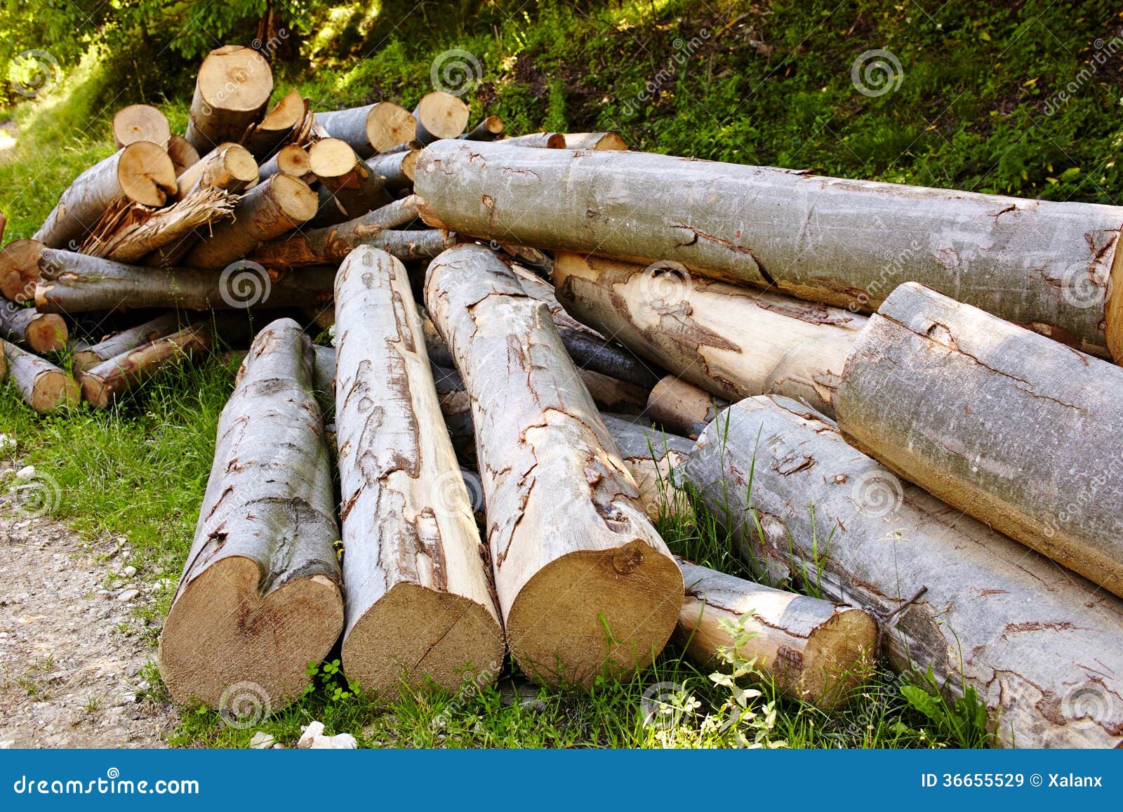 Beech logs stock image. Image of heap, beech, freshly - 36655529