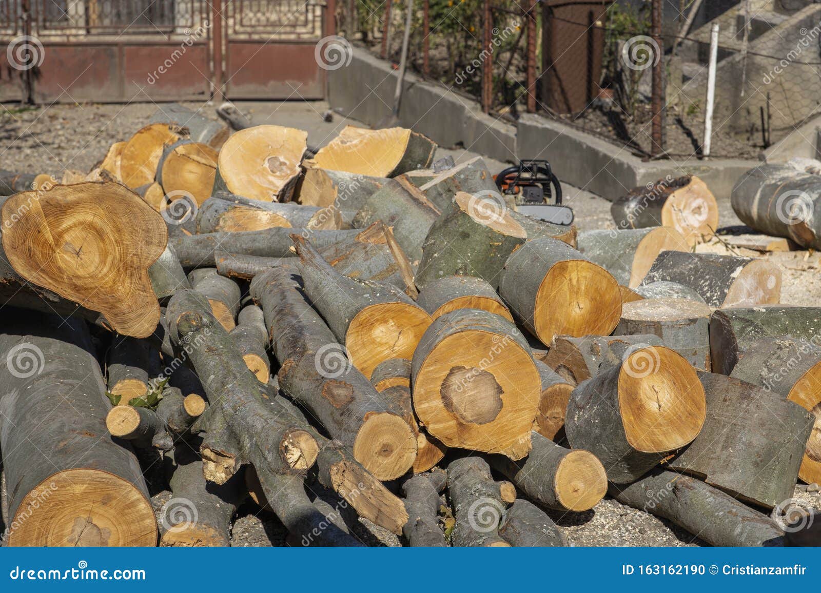 Beech Logs Ready To Be Split into Firewood Stock Photo - Image of ...