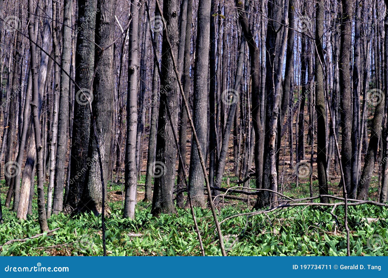 Beech Maple Forest in Spring 36752 Stock Image - Image of beech, bear ...
