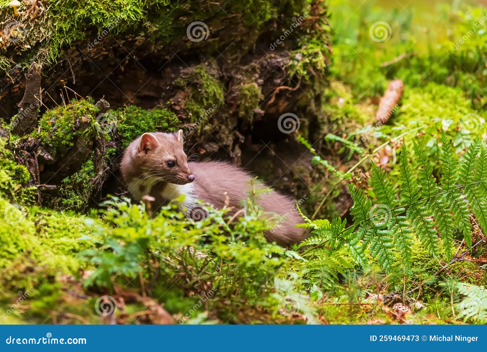 Female Beech Marten Martes Foina by the Stump Stock Image - Image of ...