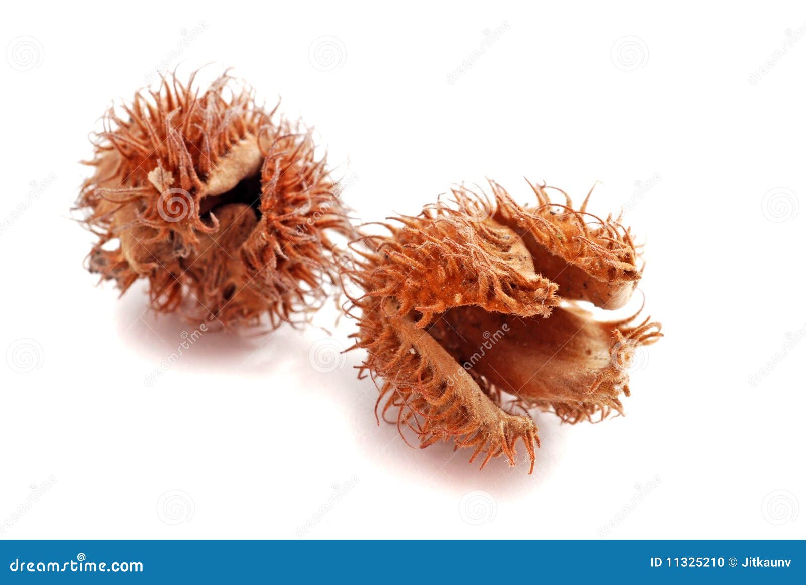 Beech mast stock photo. Image of sylvatica, hard, autumn - 11325210