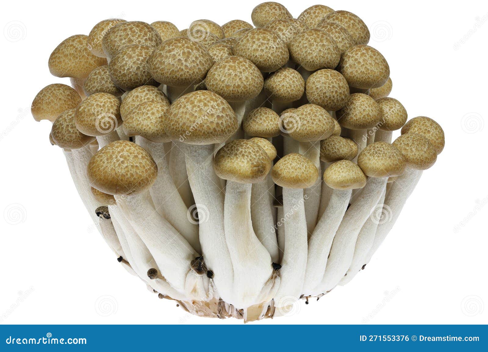 Beech mushrooms stock photo. Image of vegetable, clamshell - 271553376