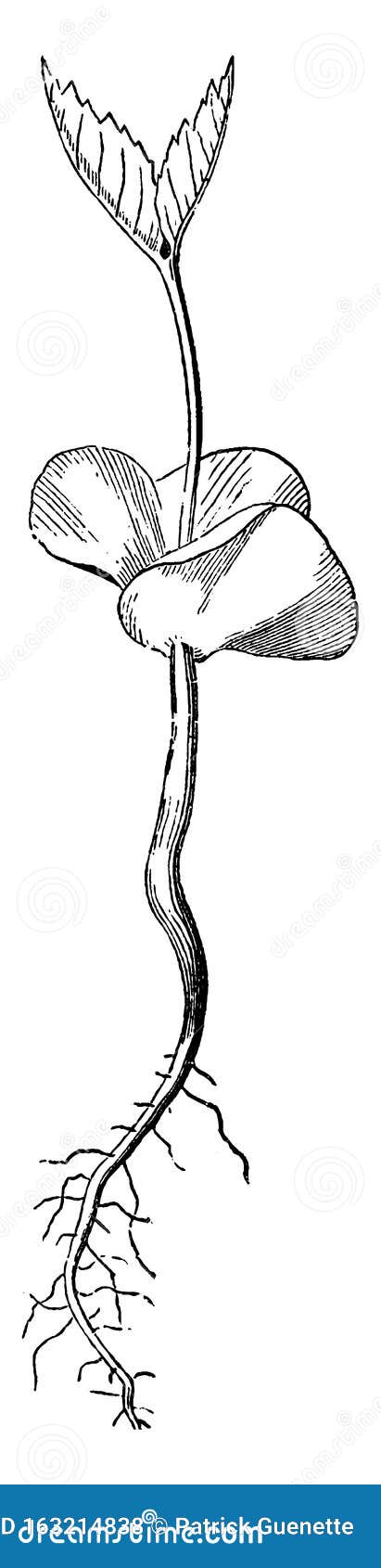 Plumule Leaves Stock Illustrations – 5 Plumule Leaves Stock ...