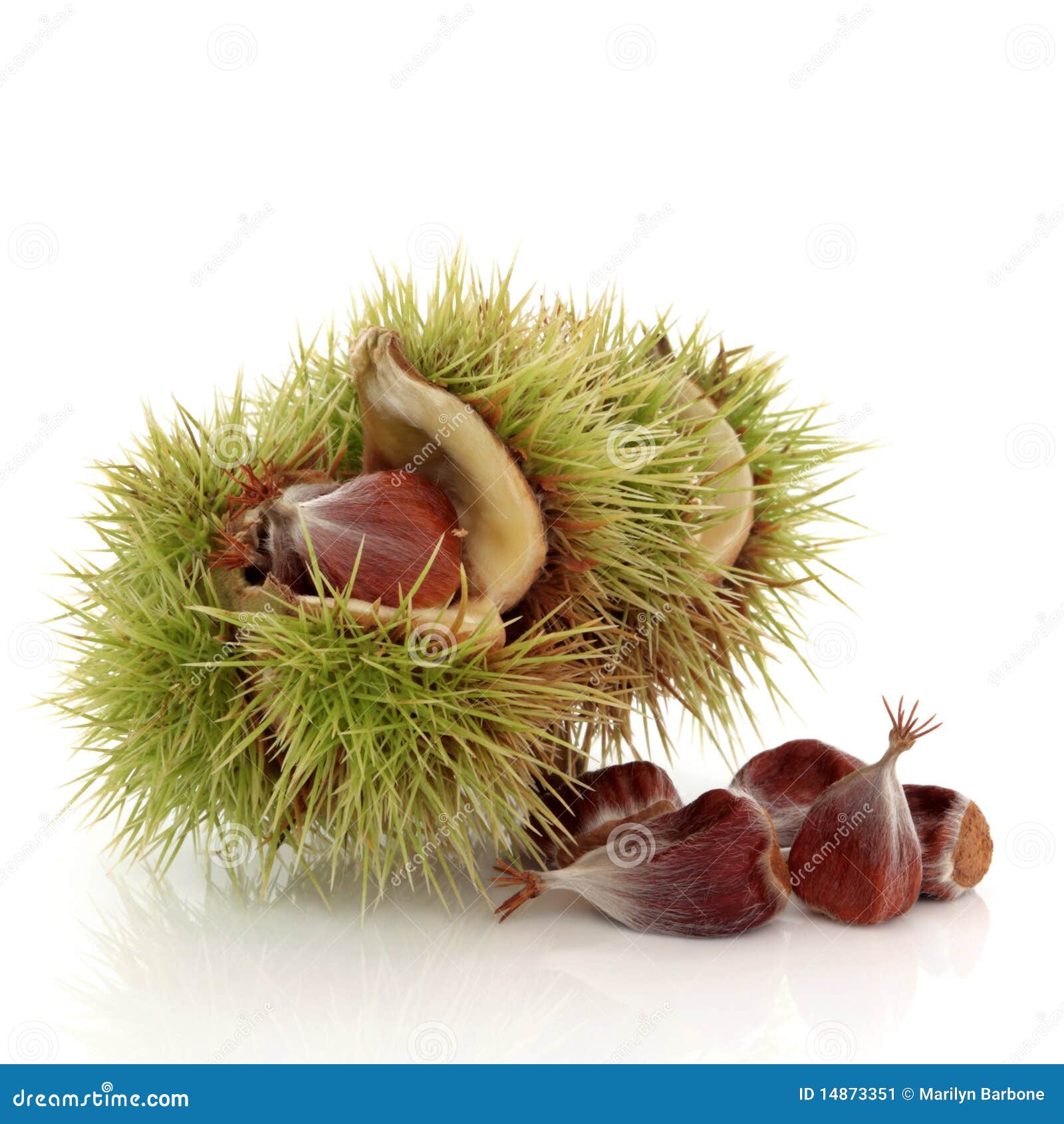 Beech Nuts stock image. Image of isolated, spiky, fresh - 14873351