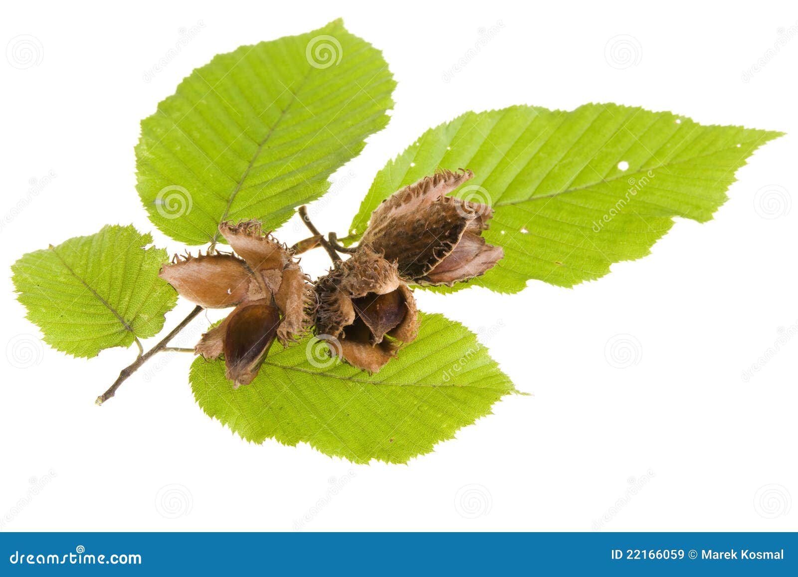 Beech Nuts Royalty Free Stock Images - Image: 22166059