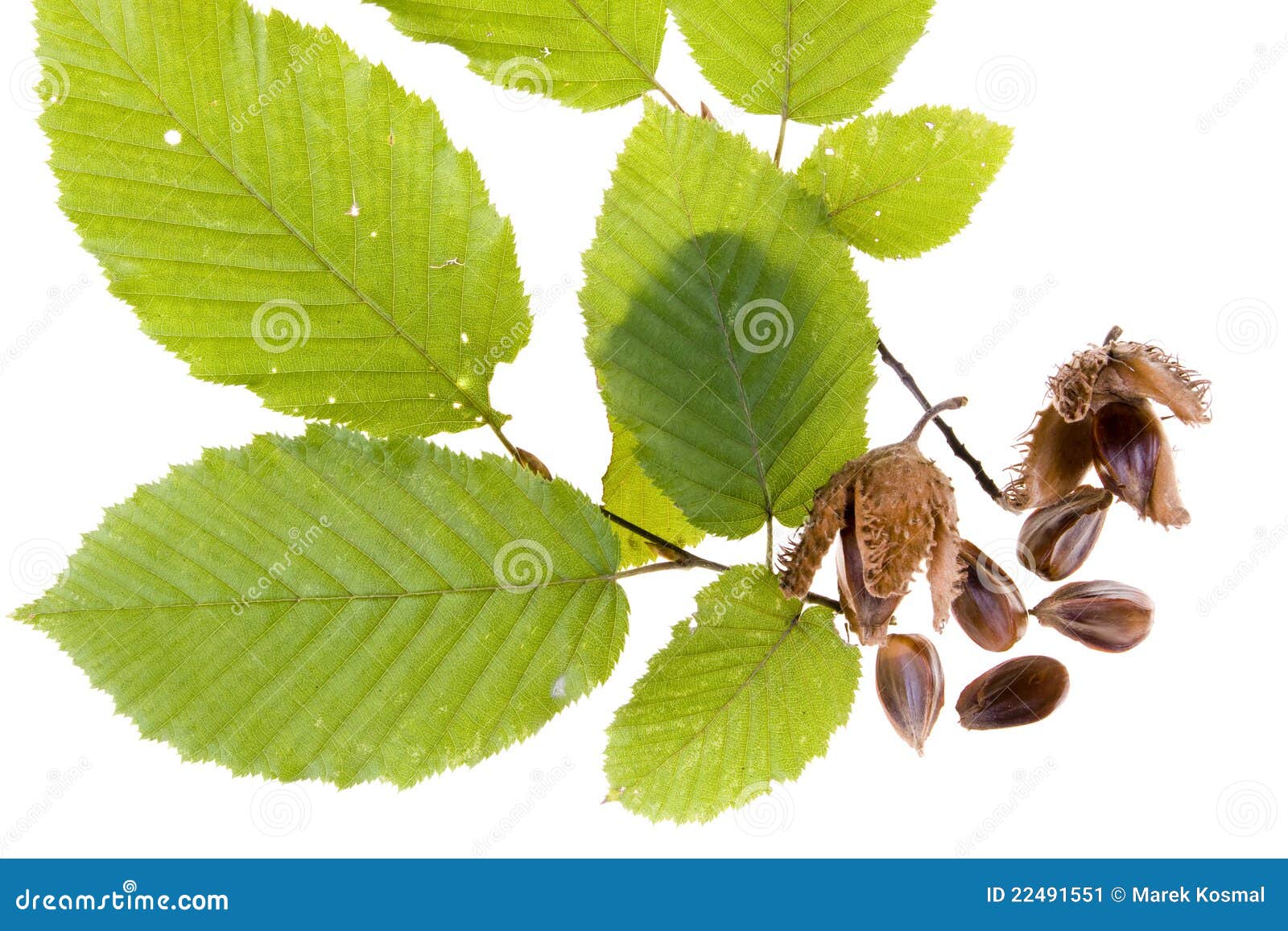 Beech nuts stock image. Image of fruit, macro, color - 22491551